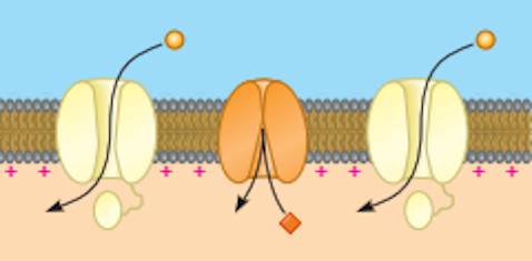 Action Potentials